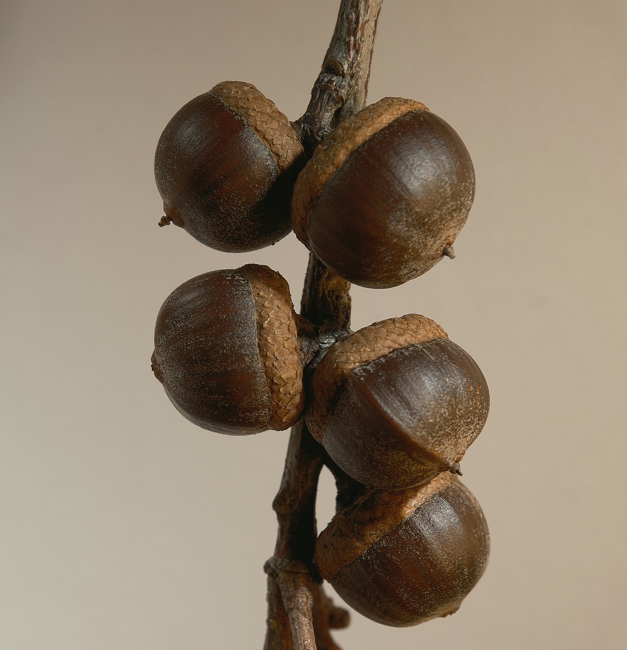Acorns Nature Forest Tree - Free photo on Pixabay