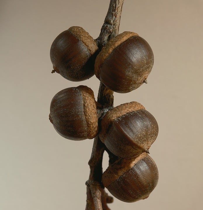 Acorns Nature Forest Tree - Free photo on Pixabay