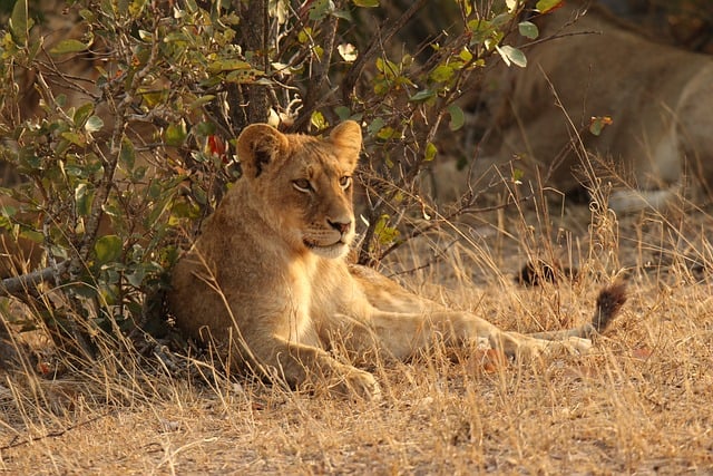 Lion Cub Predator - Free photo on Pixabay