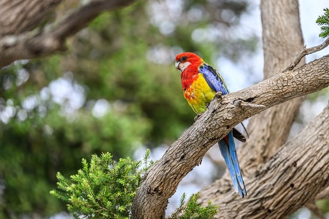 Eastern Rosella Parrot - Free photo on Pixabay