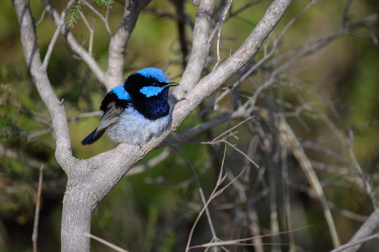 Superb Fairywren Blue - Free photo on Pixabay