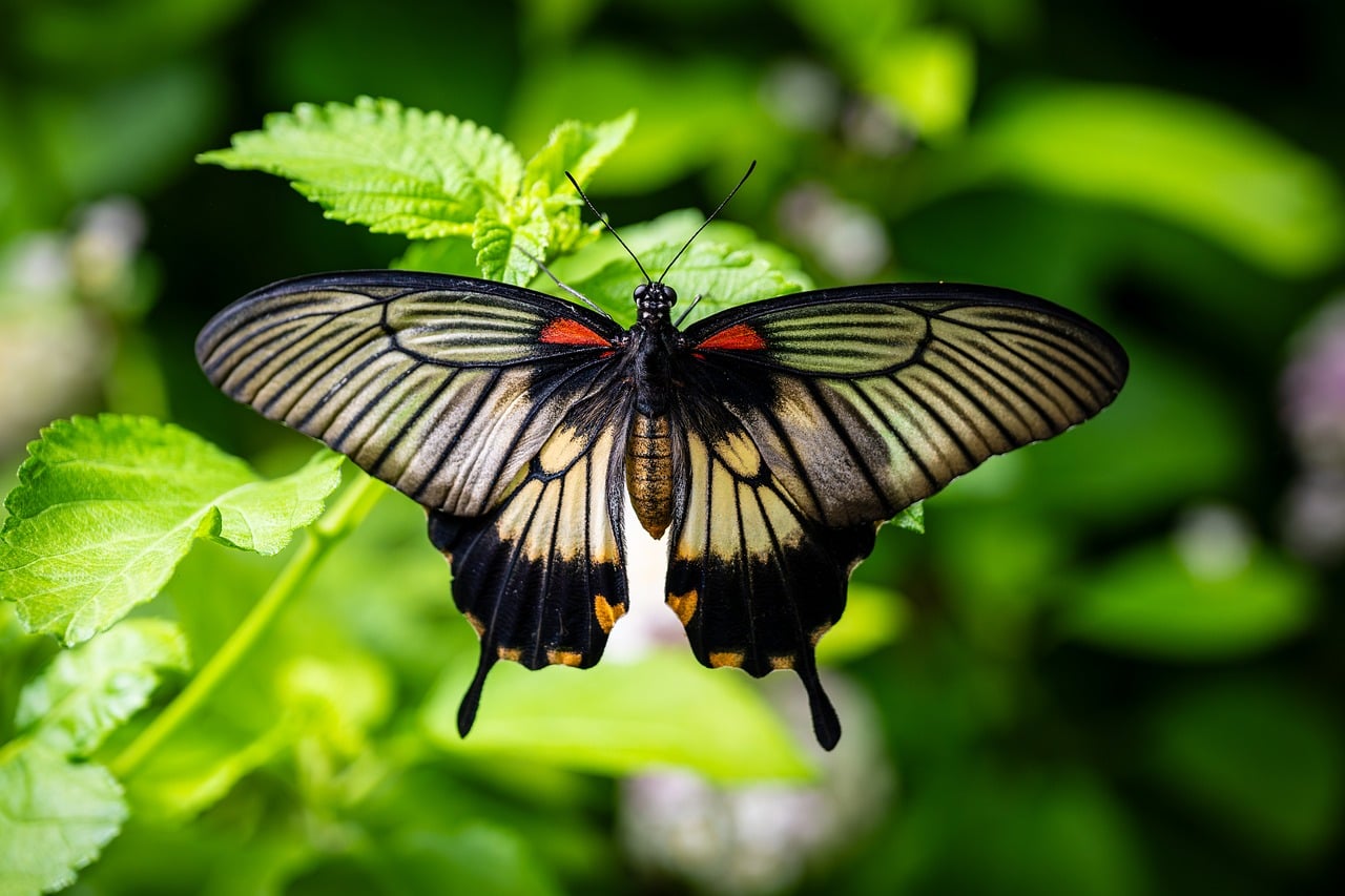 30,000+ Free Butterfly Pictures & Images [HD] - Pixabay