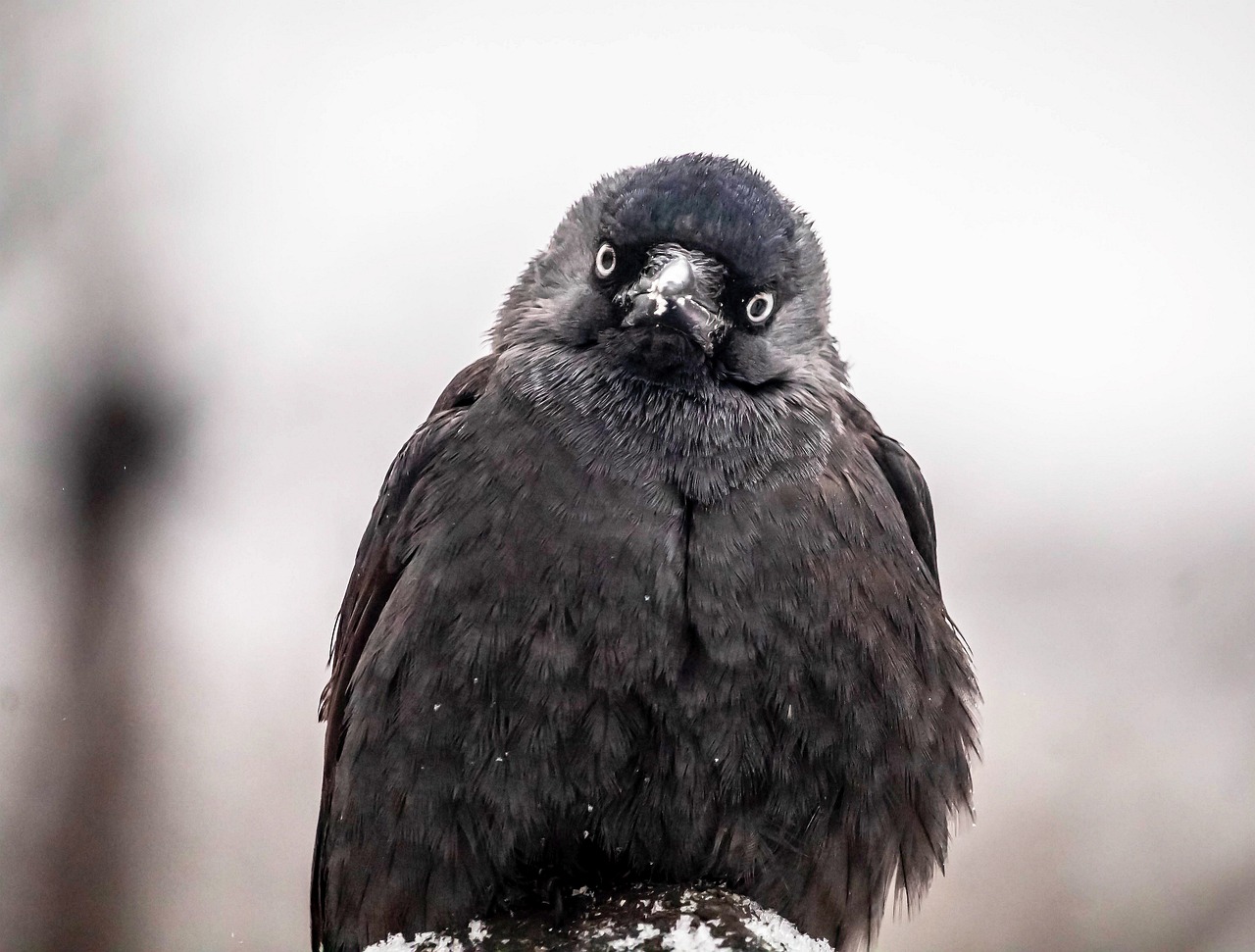 Jackdaw Bird Nature - Free photo on Pixabay
