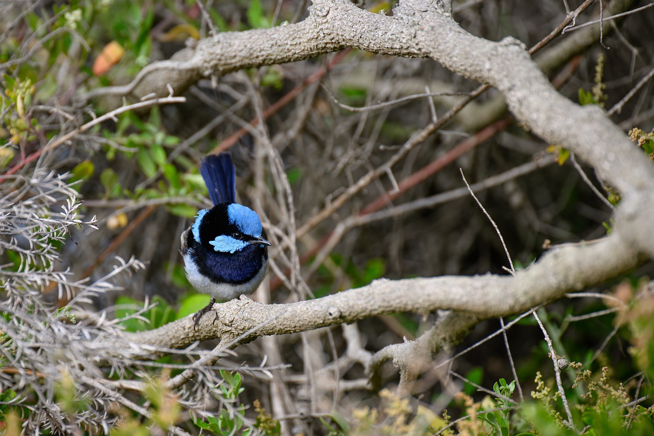 Superb Fairywren Blue - Free photo on Pixabay