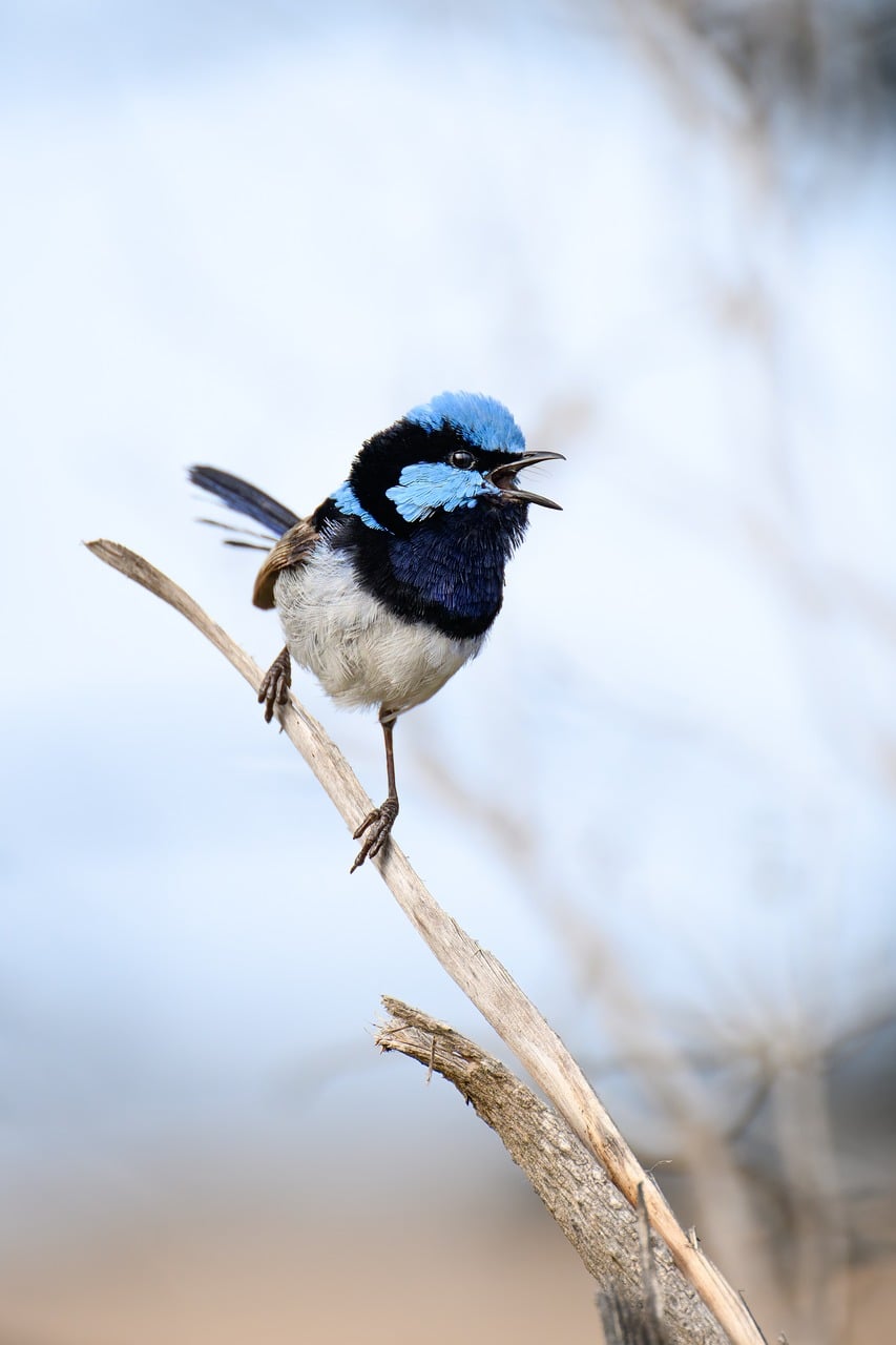 Superb Fairywren Blue - Free photo on Pixabay