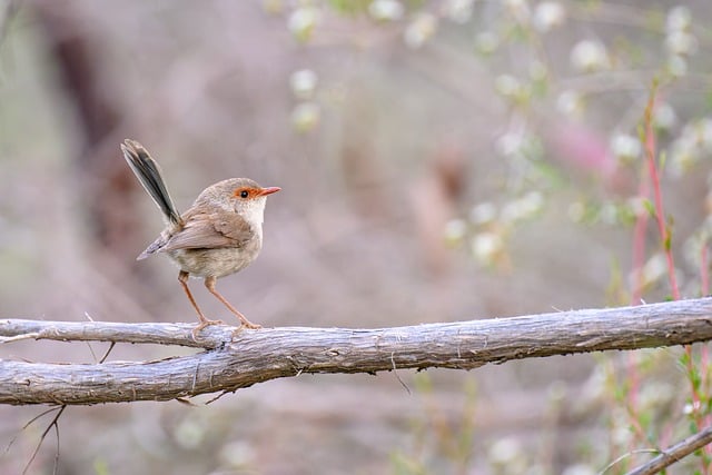 500+ Free Wren & Bird Images - Pixabay