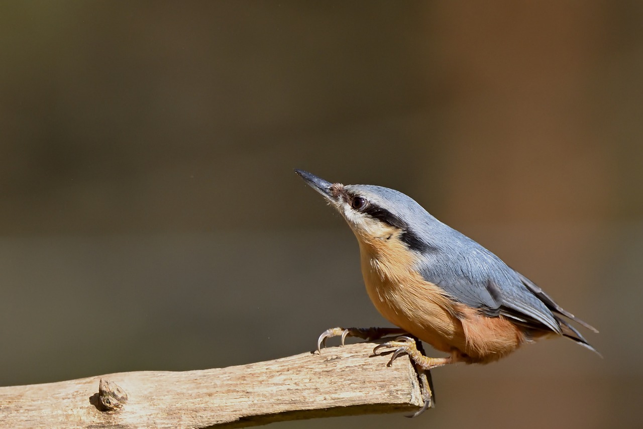 Nuthatch Bird Wildlife - Free photo on Pixabay