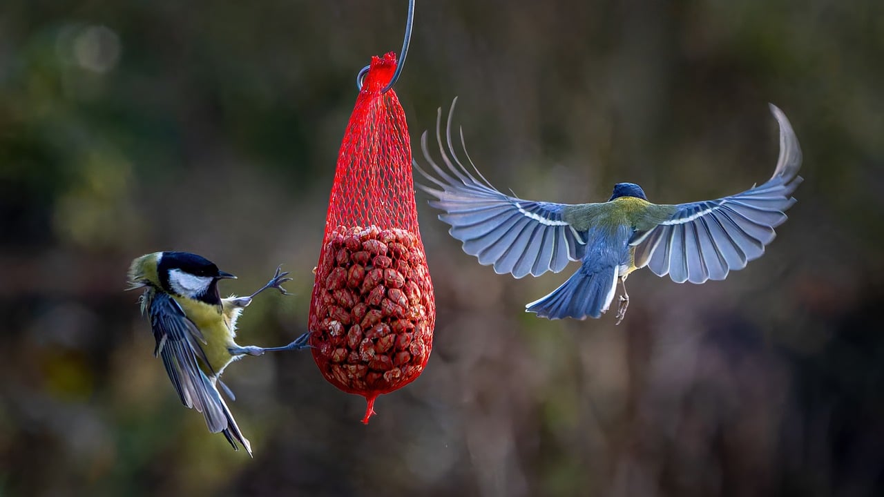 Titmice Peanuts Nuts - Free photo on Pixabay