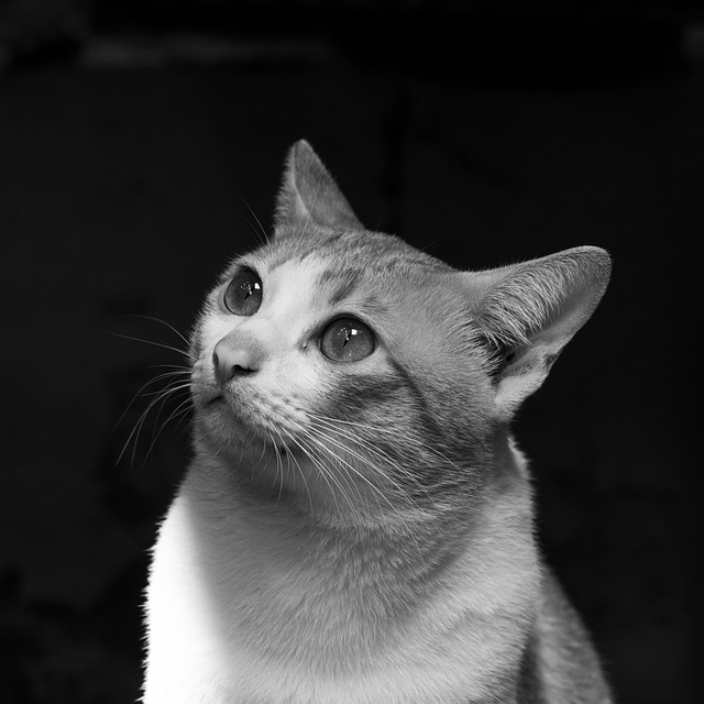 Animal Cat Pose - Free photo on Pixabay