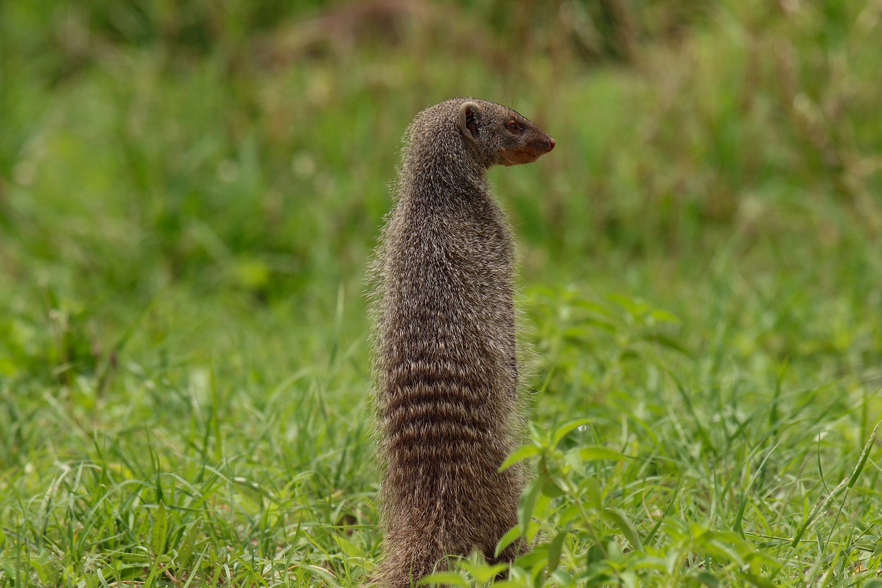 Mongoose Banded Nature - Free photo on Pixabay
