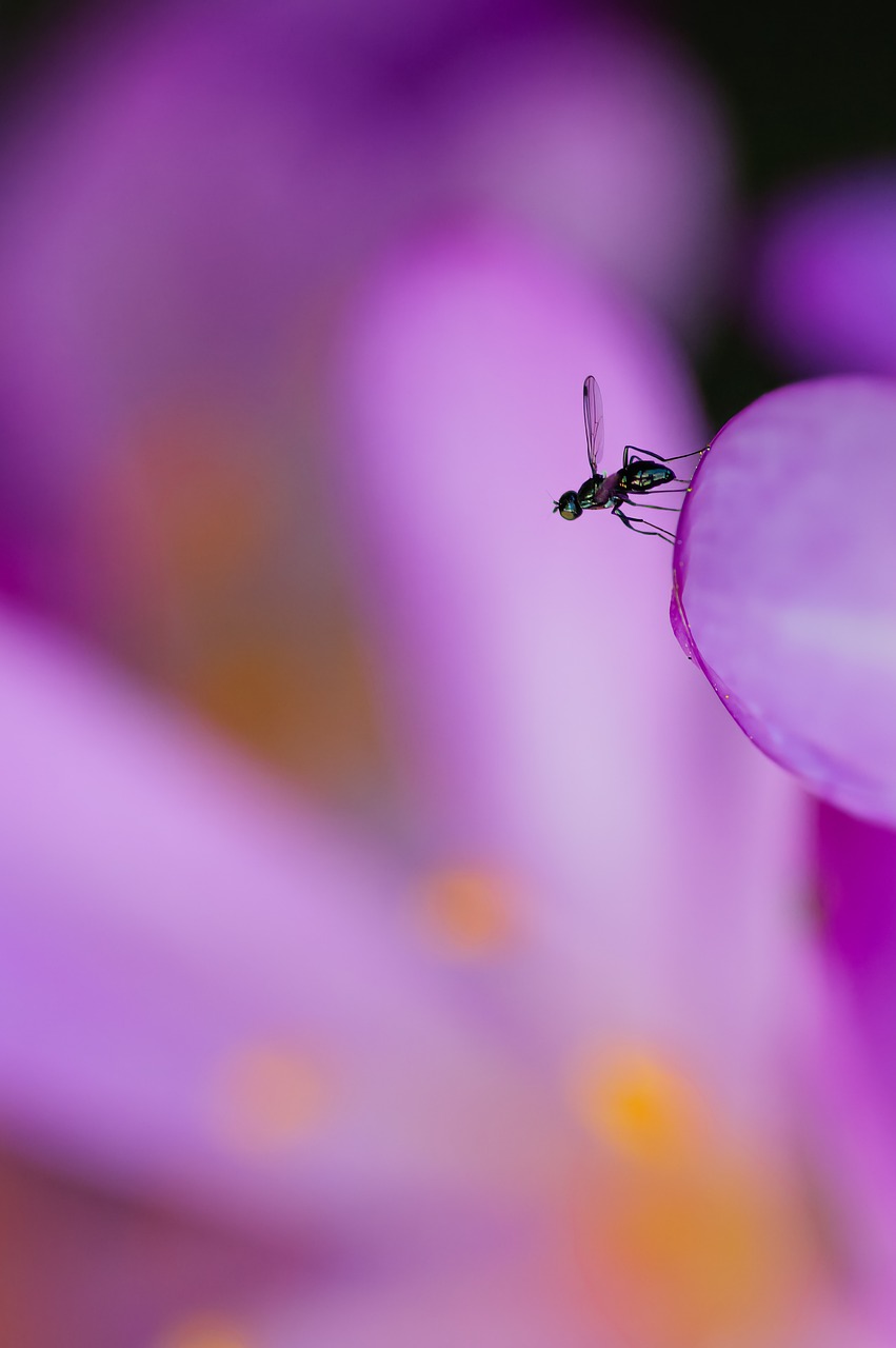 Inseto Natureza Animais Selvagens - Foto gratuita no Pixabay