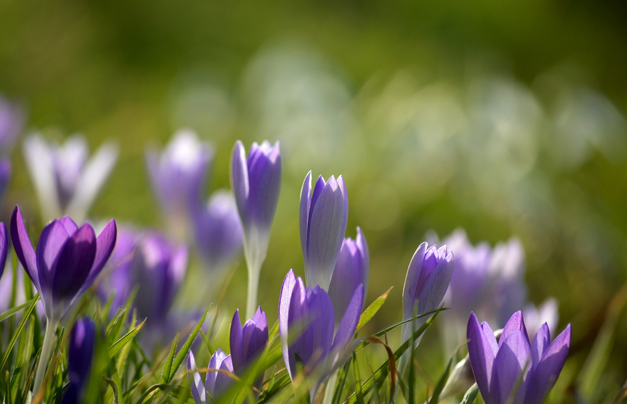 Crocuses Spring Flowers Blossoms - Free photo on Pixabay