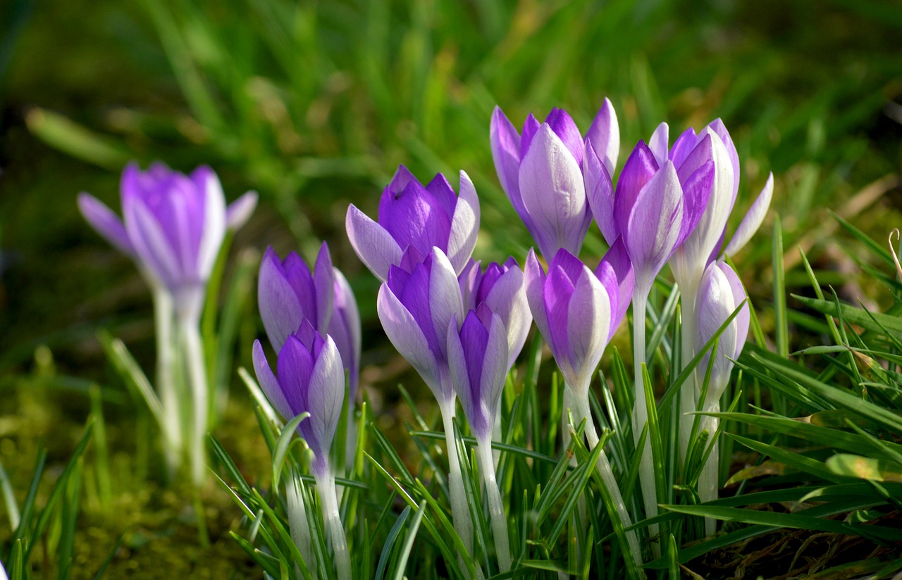 Crocuses Spring Flowers Flower - Free photo on Pixabay