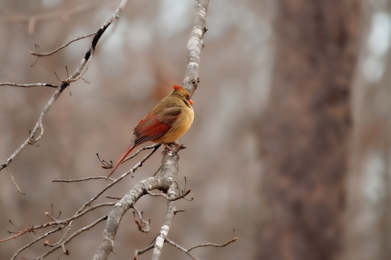 Birds Cardinals Nature - Free photo on Pixabay