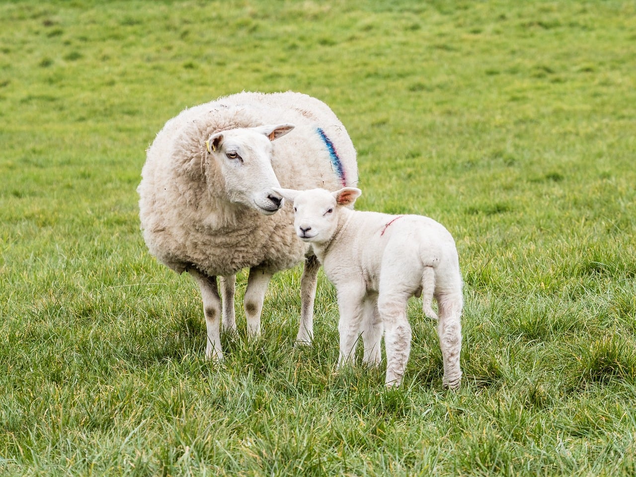 Sheep Animals Pasture - Free photo on Pixabay