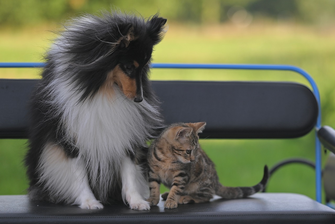 Cat Dog Animals - Free photo on Pixabay