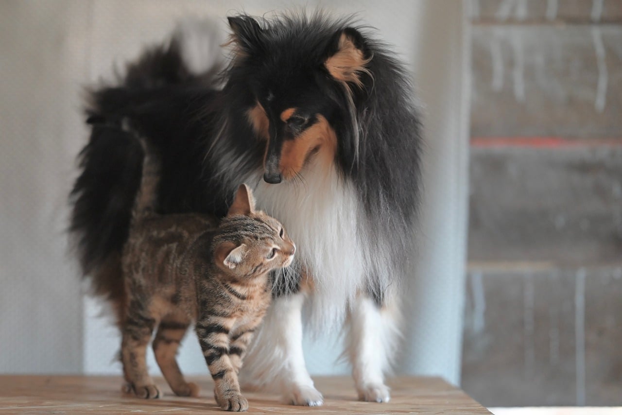 Dog Cat Kitten Shetland Sheepdog - Free photo on Pixabay