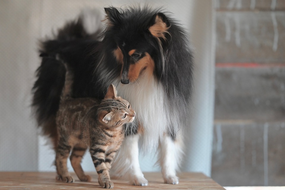 Dog Cat Kitten Shetland Sheepdog - Free photo on Pixabay
