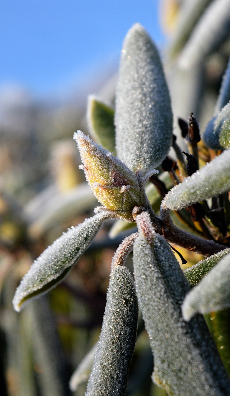 Bud Flower Plant - Free photo on Pixabay