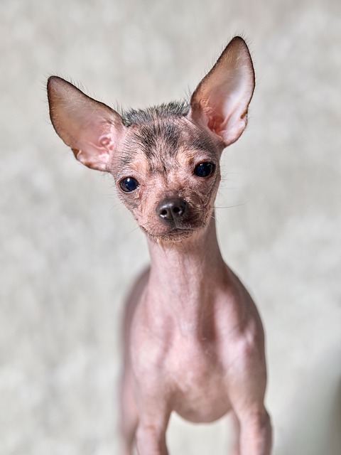 Dog Puppy Pet - Free photo on Pixabay