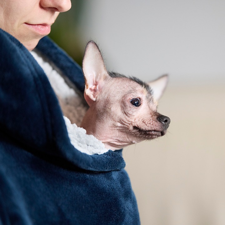Chinese Crested Dog Hairless - Free photo on Pixabay
