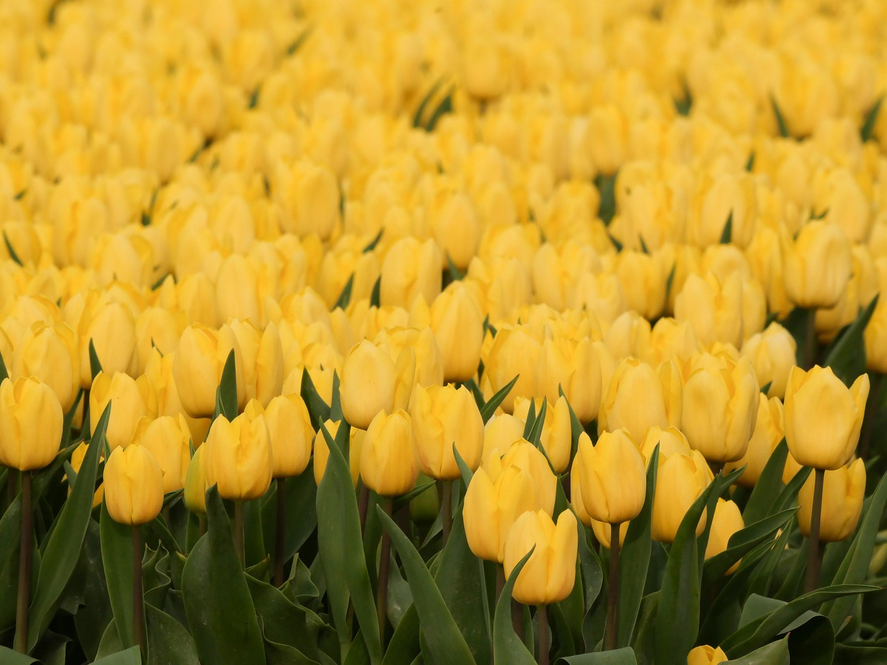 Yellow Nature Bloom - Free photo on Pixabay