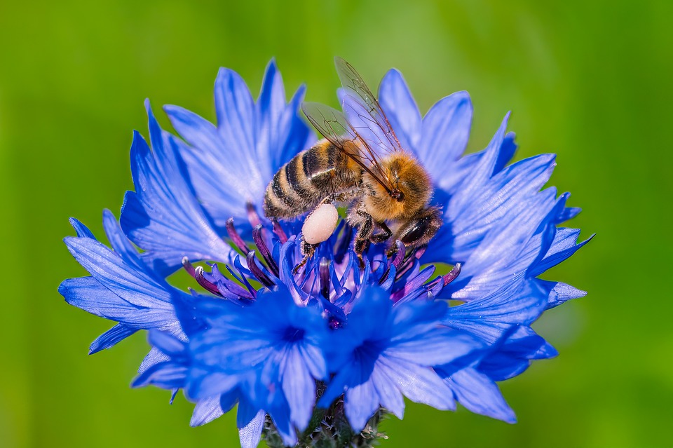 Bumblebee Bee Insect - Free photo on Pixabay