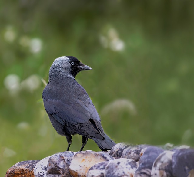 Jackdaw Bird Avian - Free photo on Pixabay