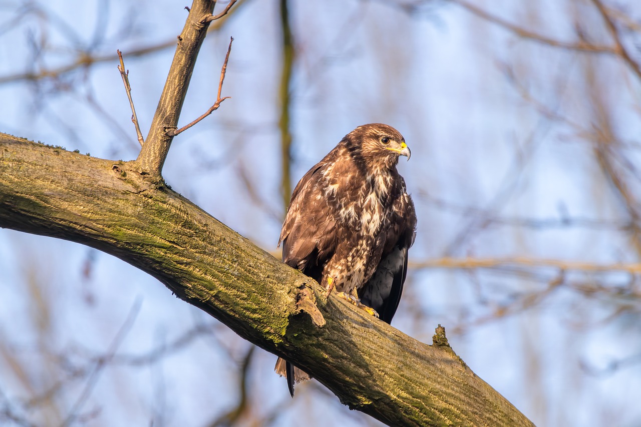 Bird Buzzard Feathers - Free photo on Pixabay
