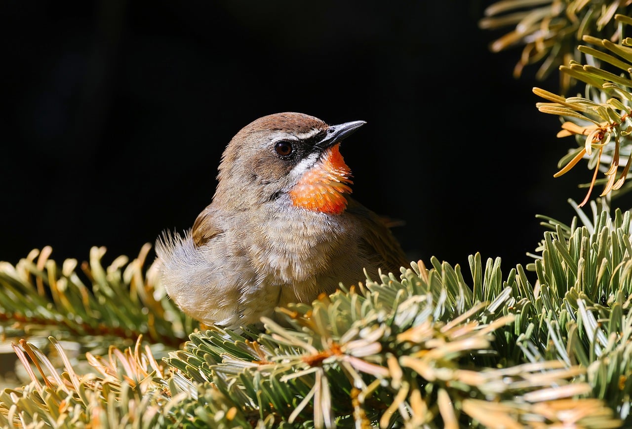 Nightingale Bird Pine - Free photo on Pixabay