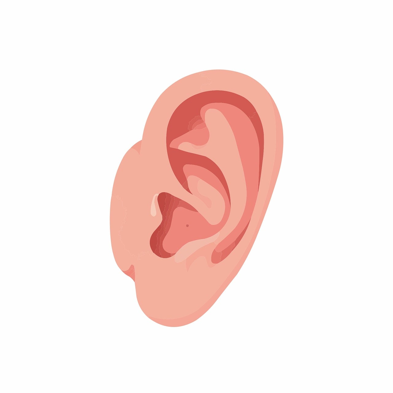 Download Ear, Anatomy, Hearing. Royalty-Free Vector Graphic - Pixabay