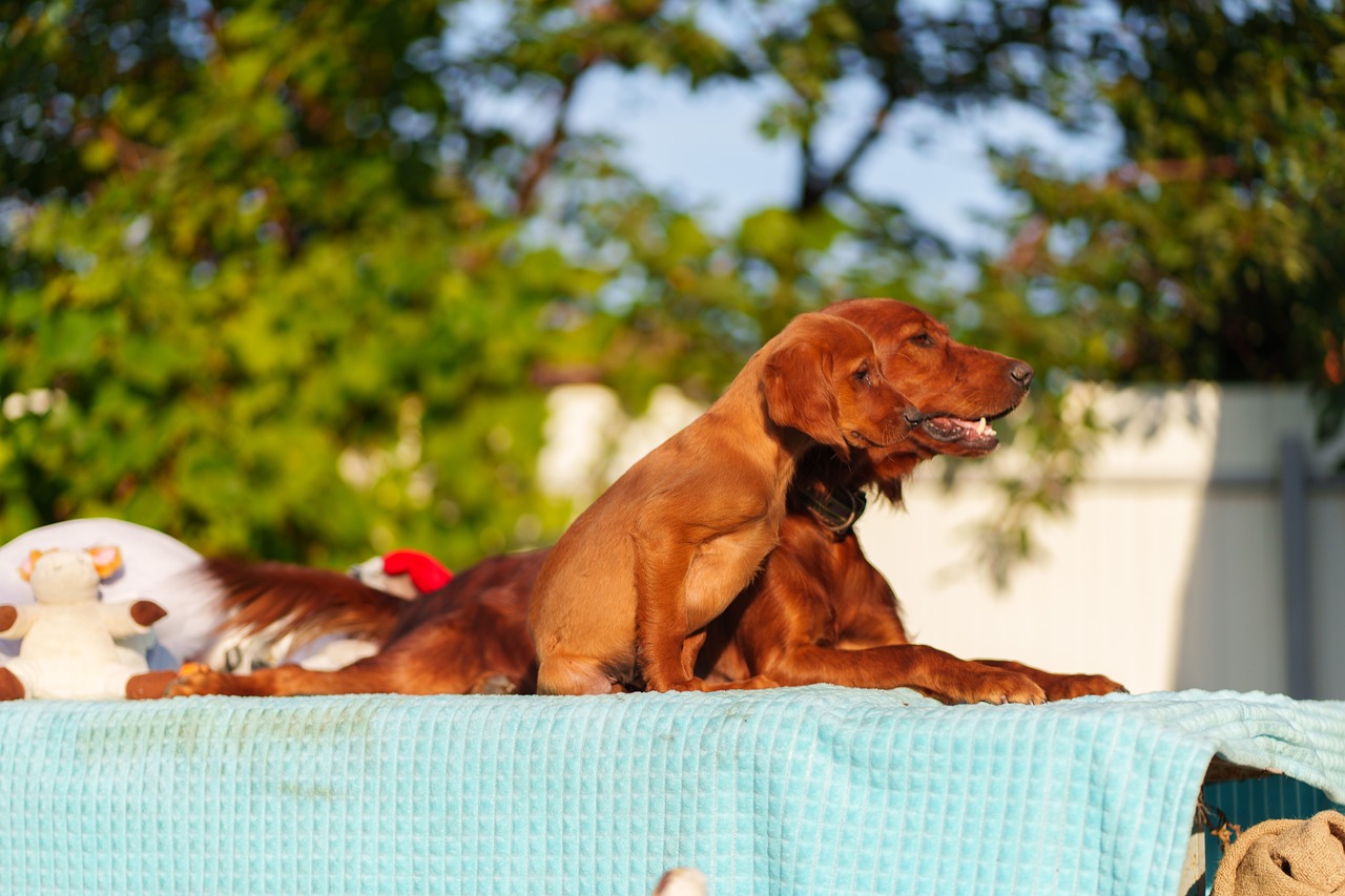 Dog Irish Setter Puppies - Free photo on Pixabay