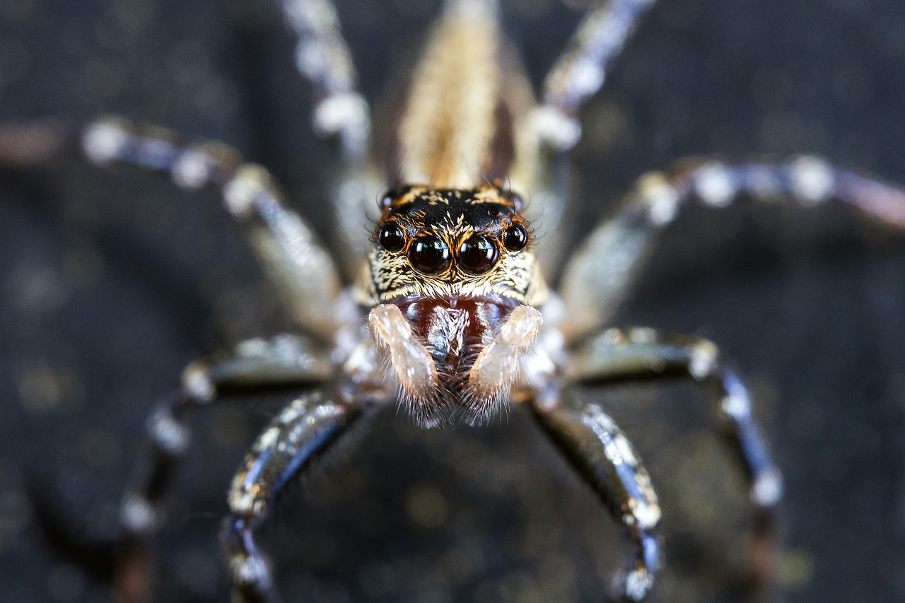 Eyes Spider Face Macro - Free photo on Pixabay