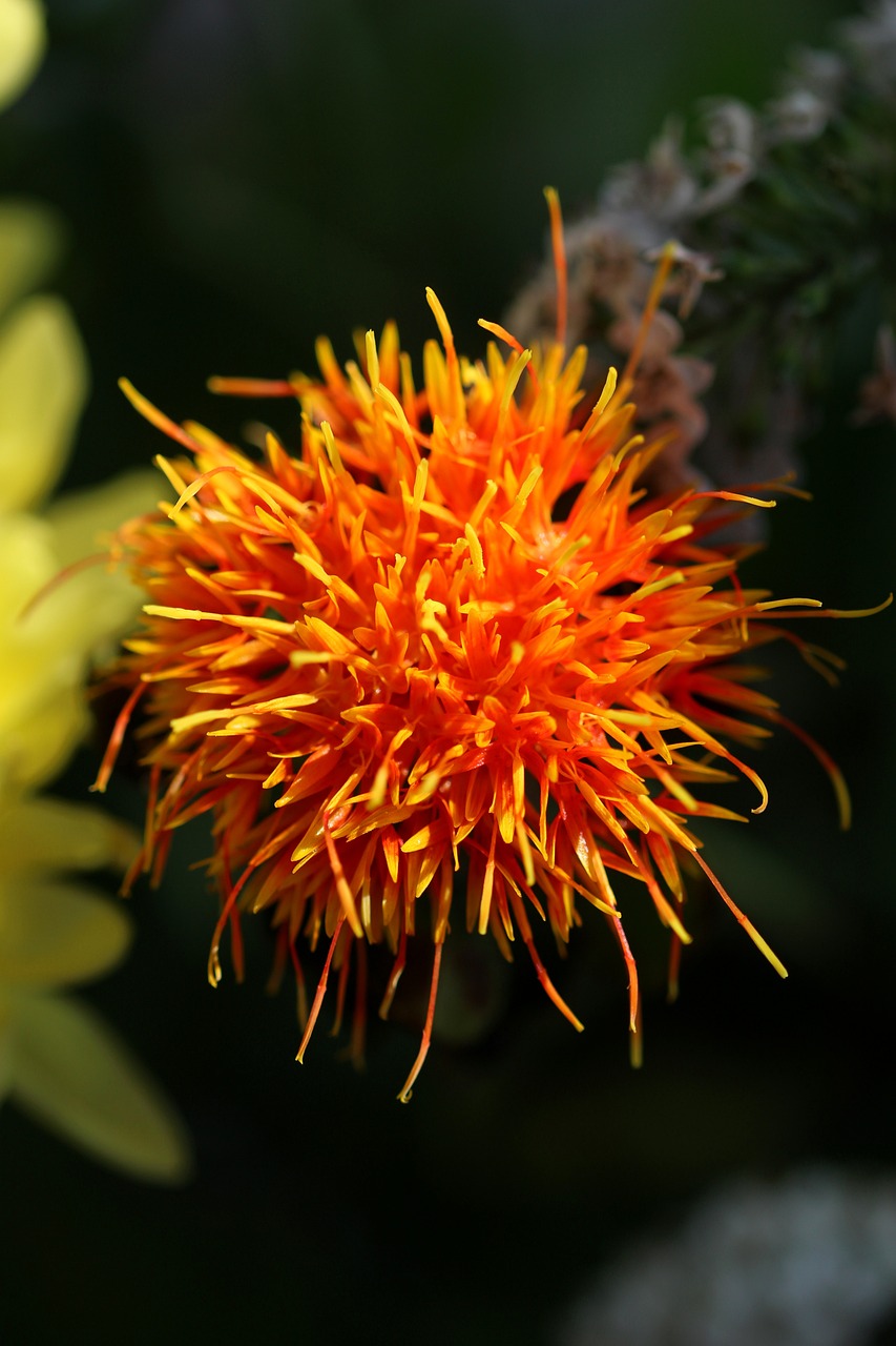 Bunga Safflower Kunyit Palsu Mekar - Foto gratis di Pixabay
