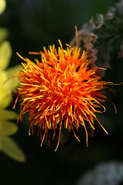 Carthame Faux Safran Fleur La - Photo gratuite sur Pixabay