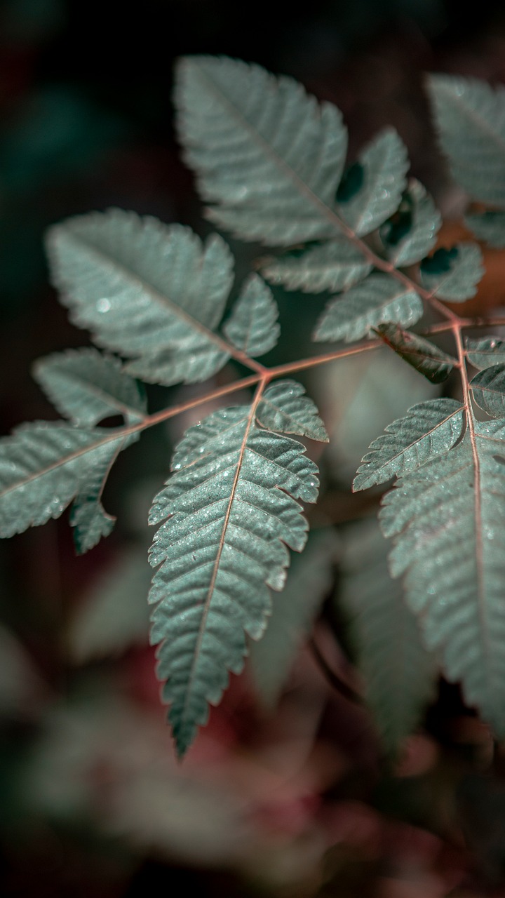 1+ Free 推女郎 & Leaves Images - Pixabay