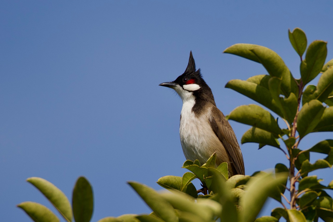 Burung Bulbul Bertelinga Merah - Foto gratis di Pixabay