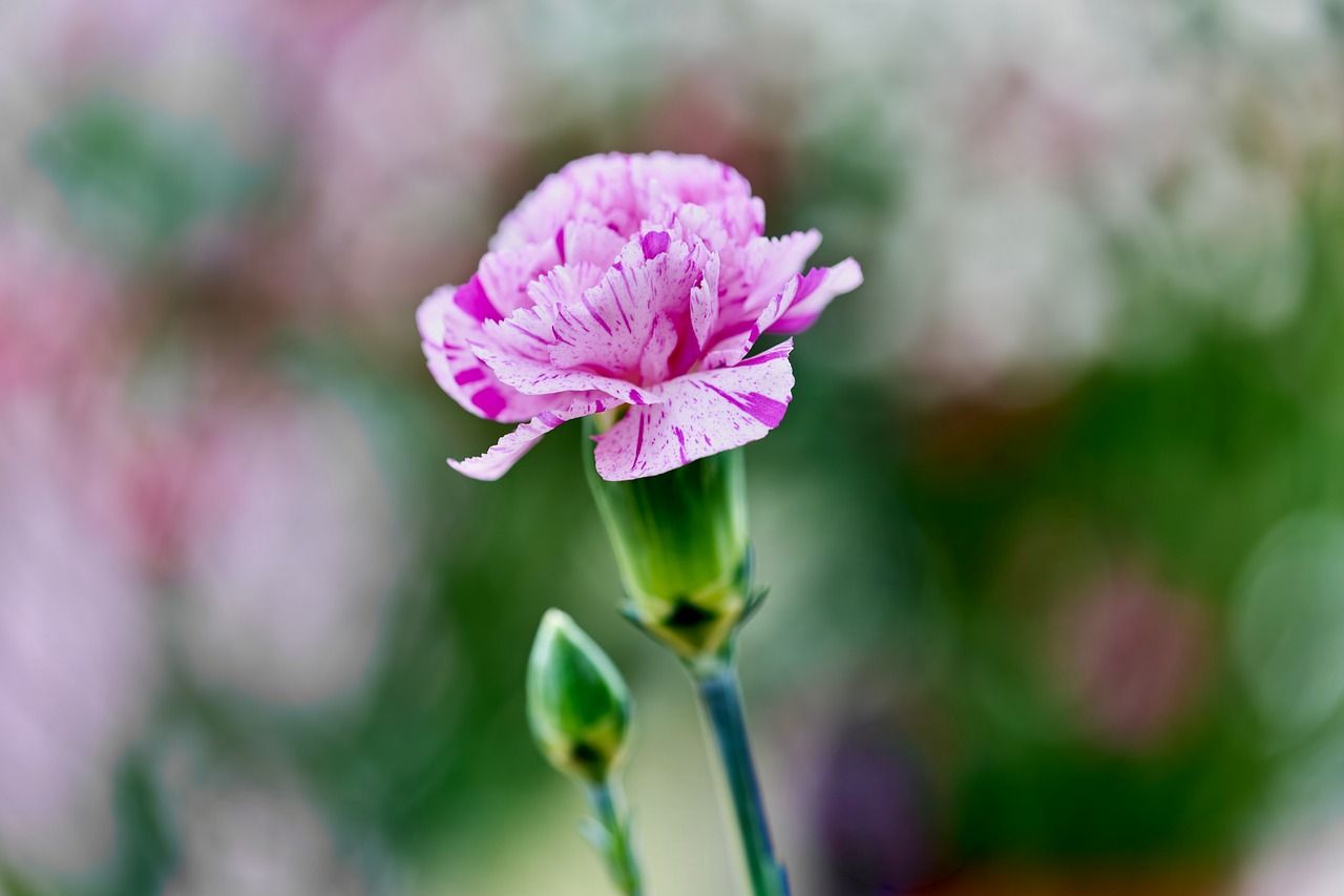 Carnation Nature Bloom - Free photo on Pixabay