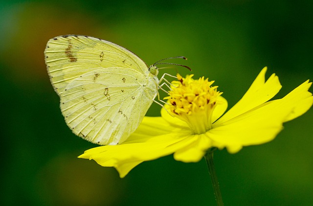 Papillon Jaune Insecte - Photo gratuite sur Pixabay