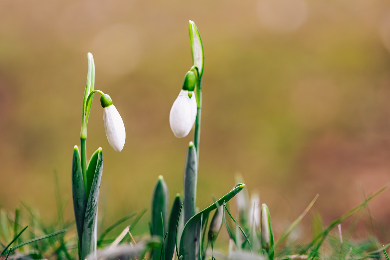 Snowdrops Nature - Free photo on Pixabay