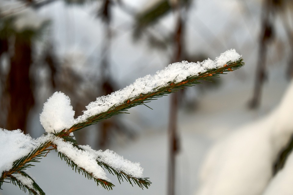 Twig Nature Spruce - Free photo on Pixabay