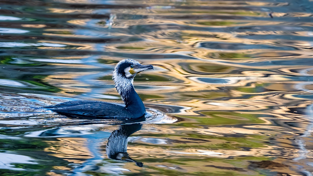 Cormorant Nature Bird - Free photo on Pixabay