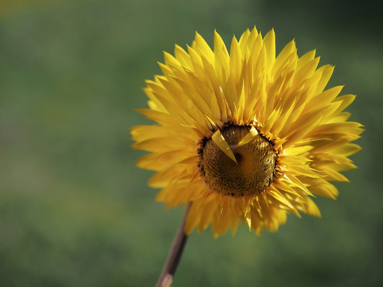 Strawflower Nature Bloom - Free photo on Pixabay