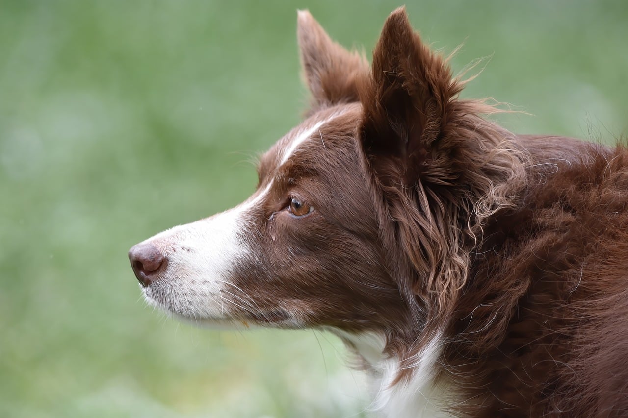 Border Collie Chien Animal De - Photo gratuite sur Pixabay