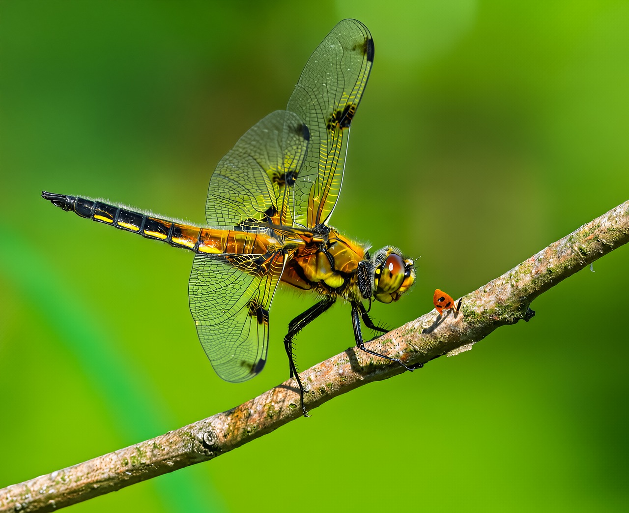 Dragon-Fly Insect Macro - Free photo on Pixabay