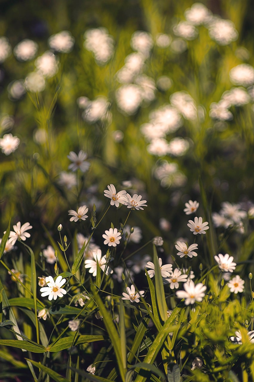 Flores Hierba Naturaleza - Foto gratis en Pixabay