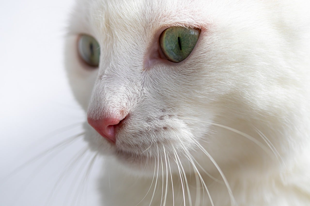 La Nature Chat Visage - Photo gratuite sur Pixabay