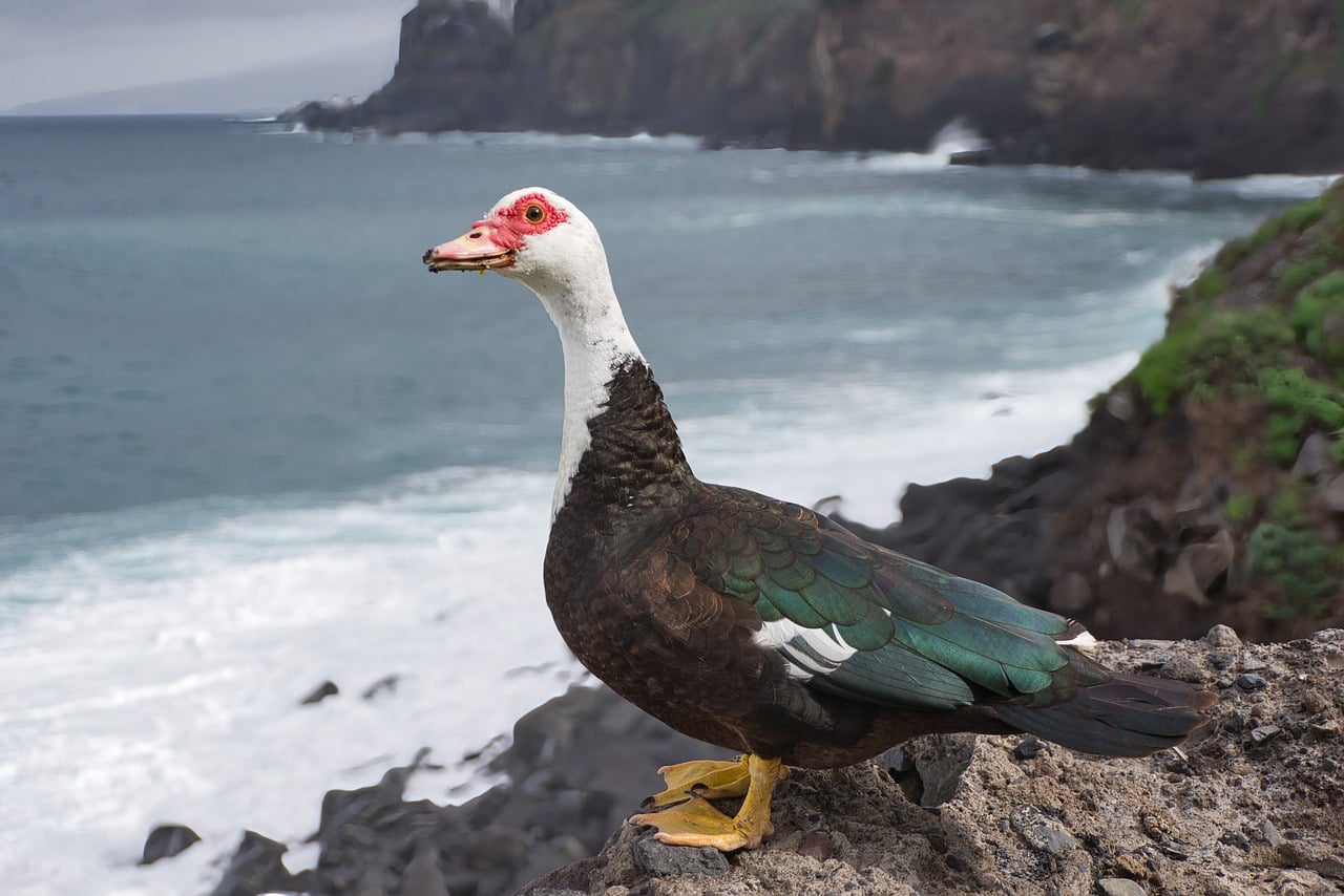 Muscovy Duck Bird Ocean - Free photo on Pixabay