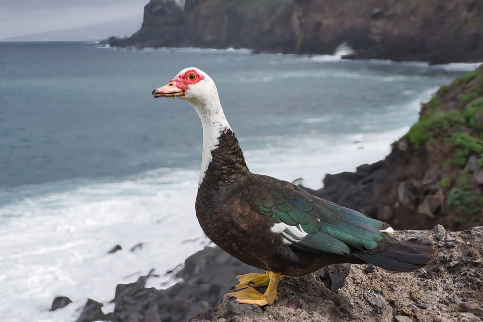 Muscovy Duck Bird Ocean - Free photo on Pixabay