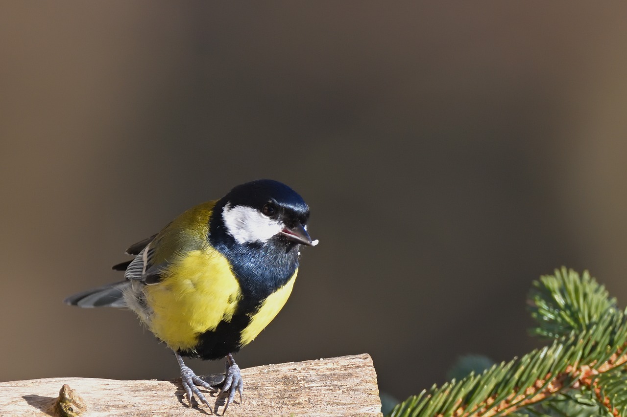 Great Tit Bird Birdwatching Free Photo On Pixabay